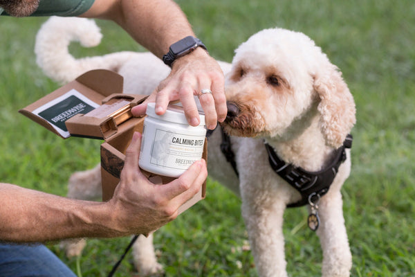 Natural Dog Calming Bites & Treat Tin - Breedwise – Breedwise Pet ...